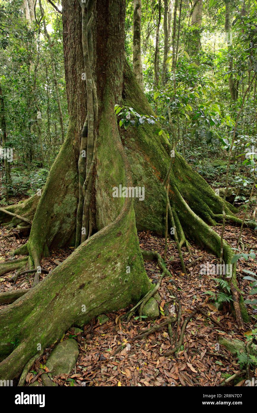 Black Booyong, Lamington national park, Australia (Argyrodendron ...