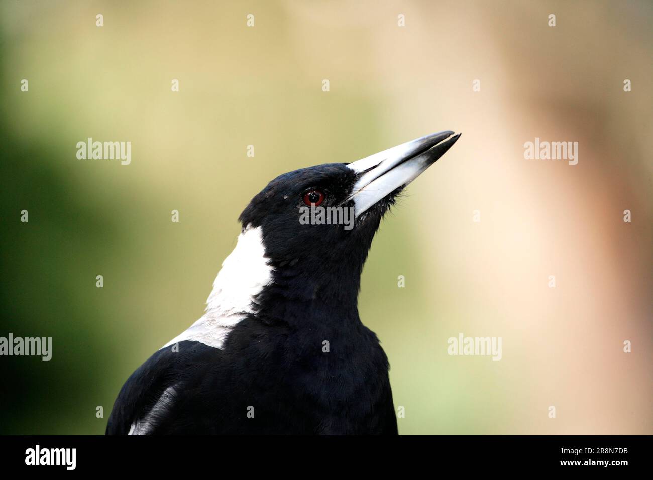 Australian Magpie (Gymnorhina tibicen), Australia Stock Photo - Alamy