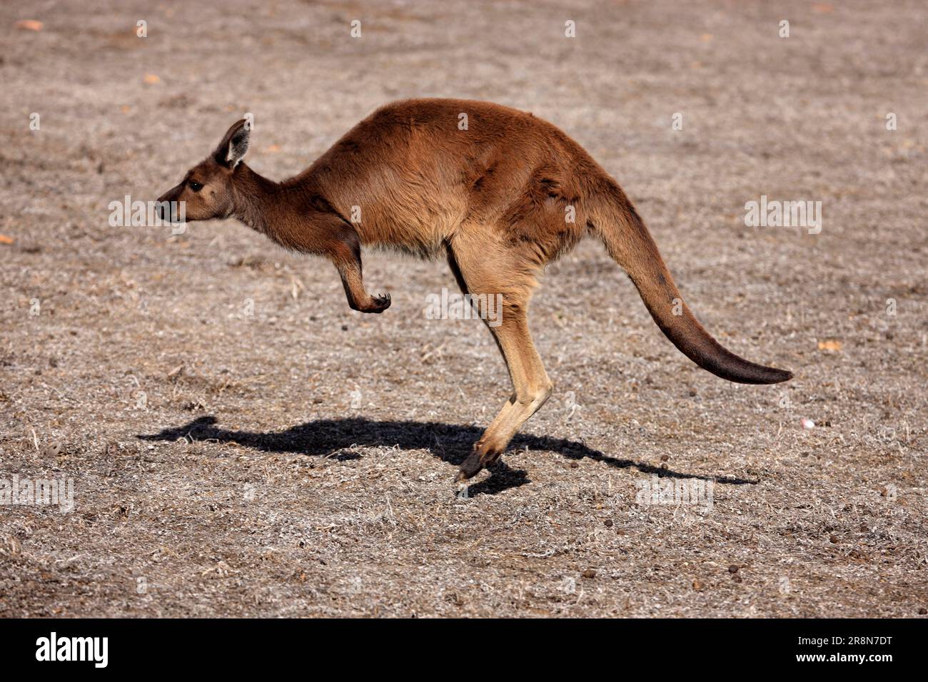 Kangaroo Island Kangaroo (Macropus fuliginosus fuliginosus), Kangaroo ...