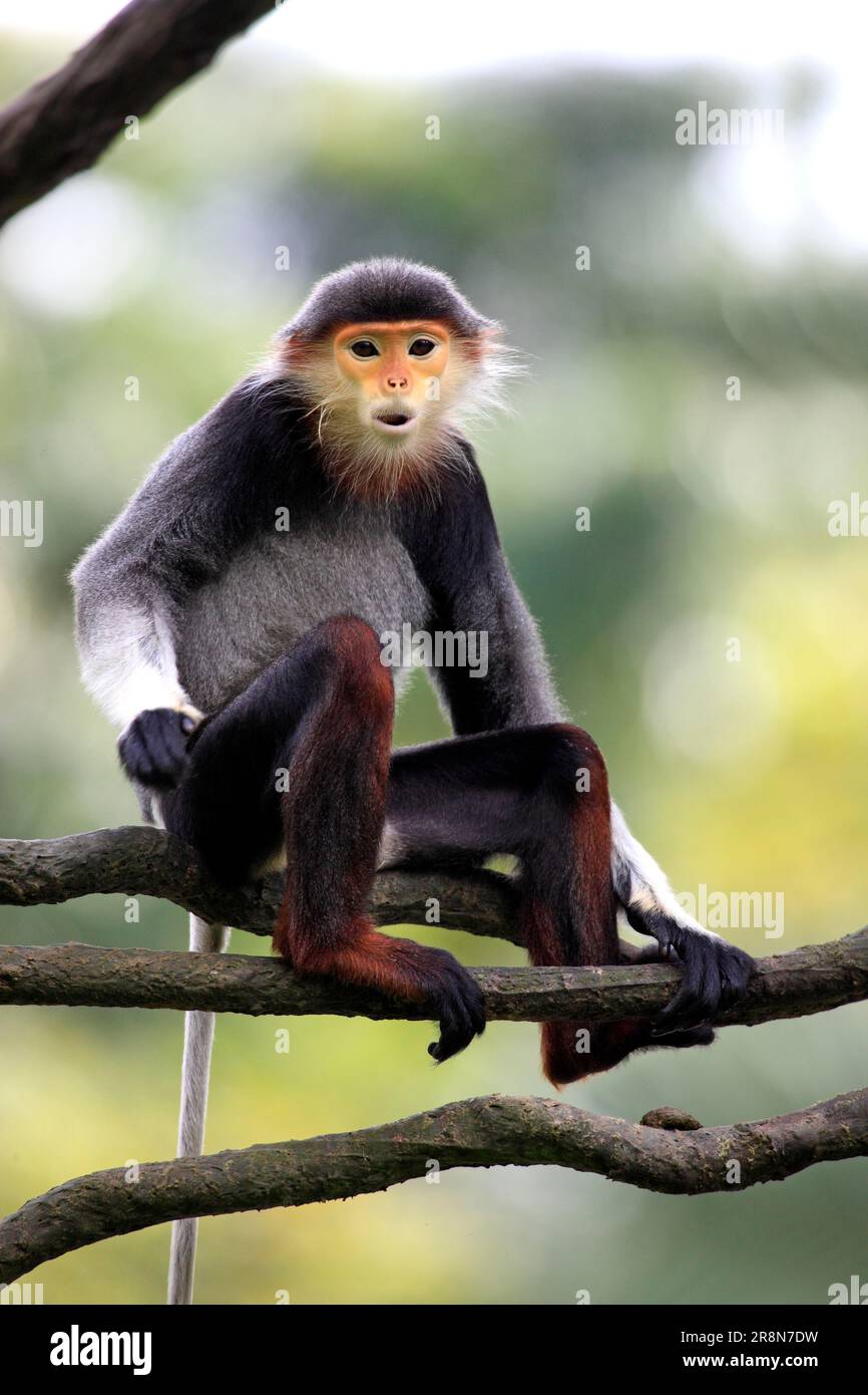 Red-shanked Douc (Pygathrix nemaeus) Langur Stock Photo - Alamy