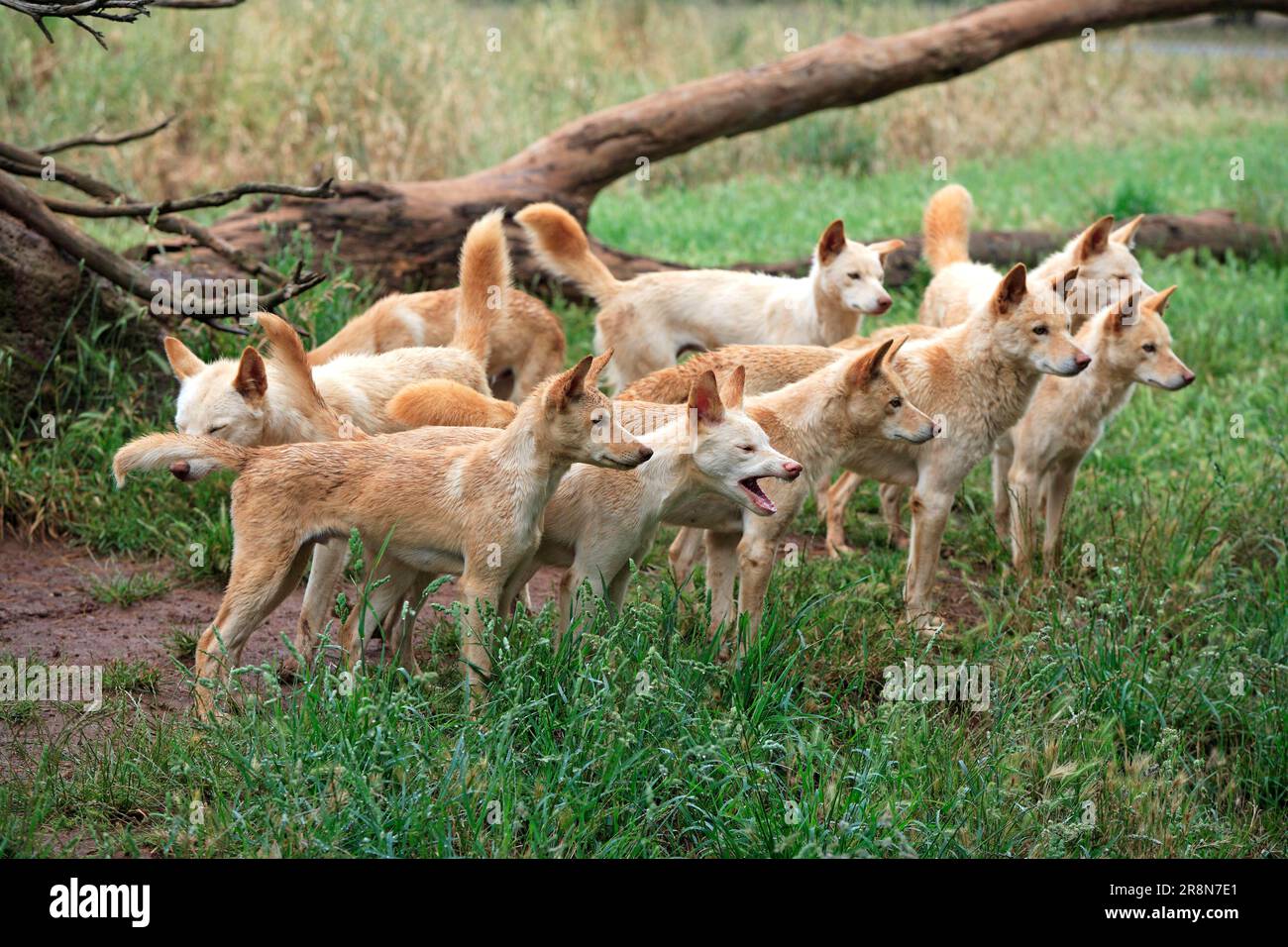 Dingos (Canis familiaris dingo) Australia Stock Photo - Alamy