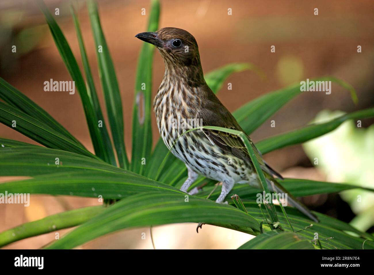 Figbird, female, Australia (Sphecotheres viridis Stock Photo - Alamy