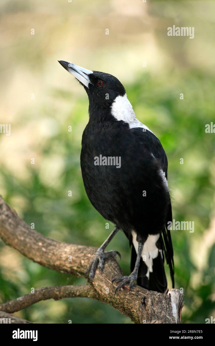 Australian Magpie (Gymnorhina tibicen), Australia Stock Photo - Alamy