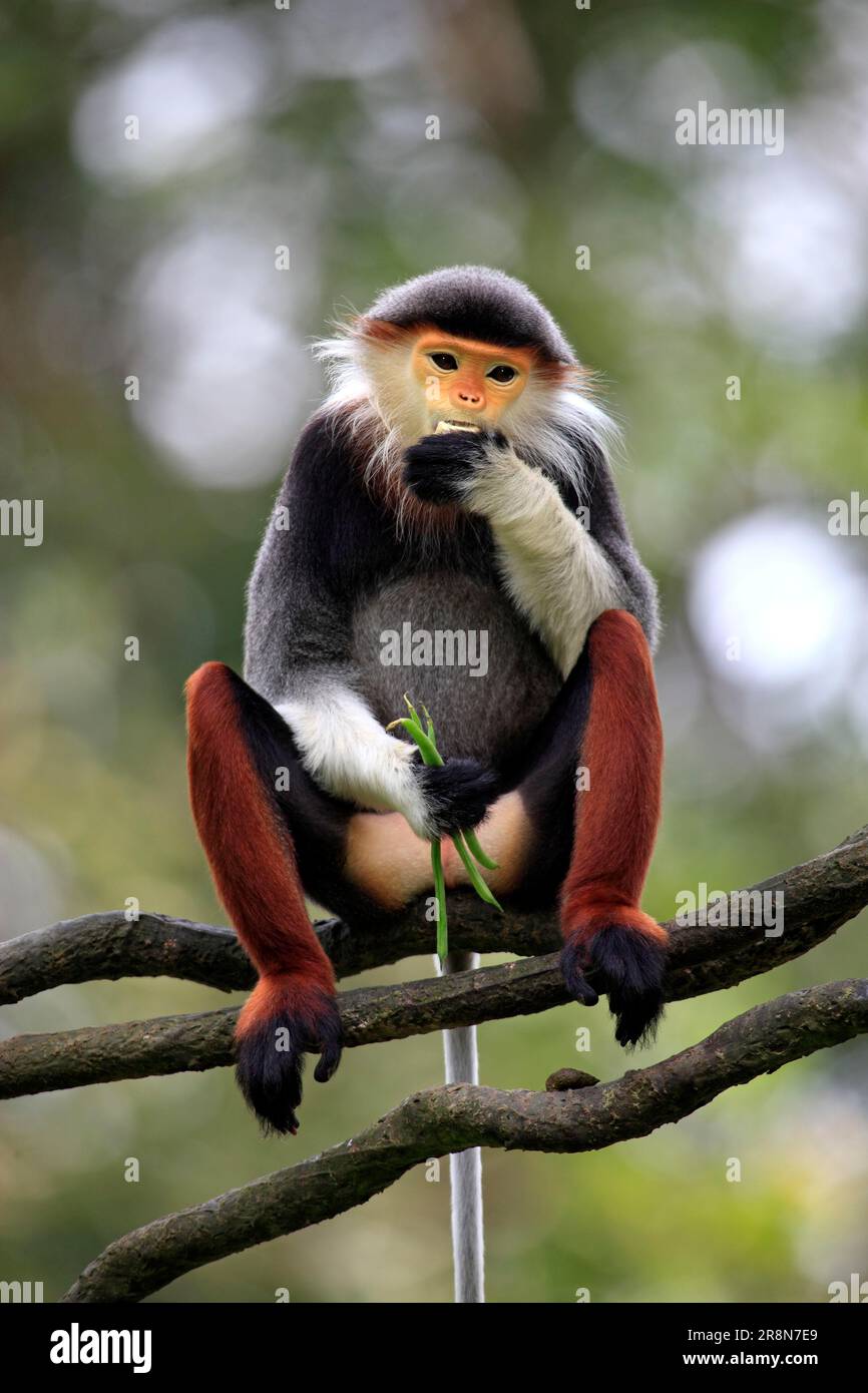Red-shanked Douc (Pygathrix nemaeus) Langur Stock Photo - Alamy