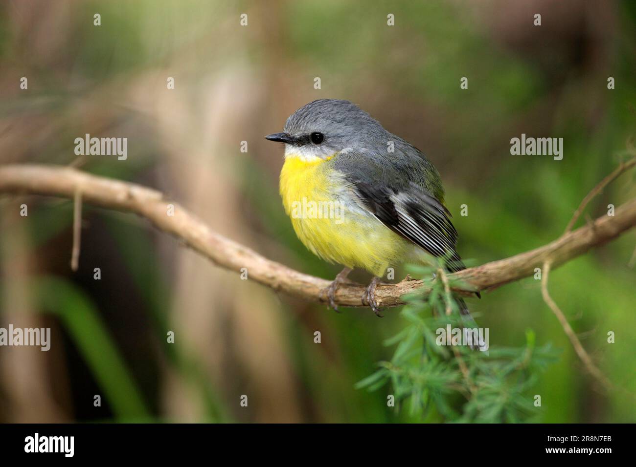 Yellow-bellied Robin, Australia (Eopsaltria flaviventris Stock Photo ...