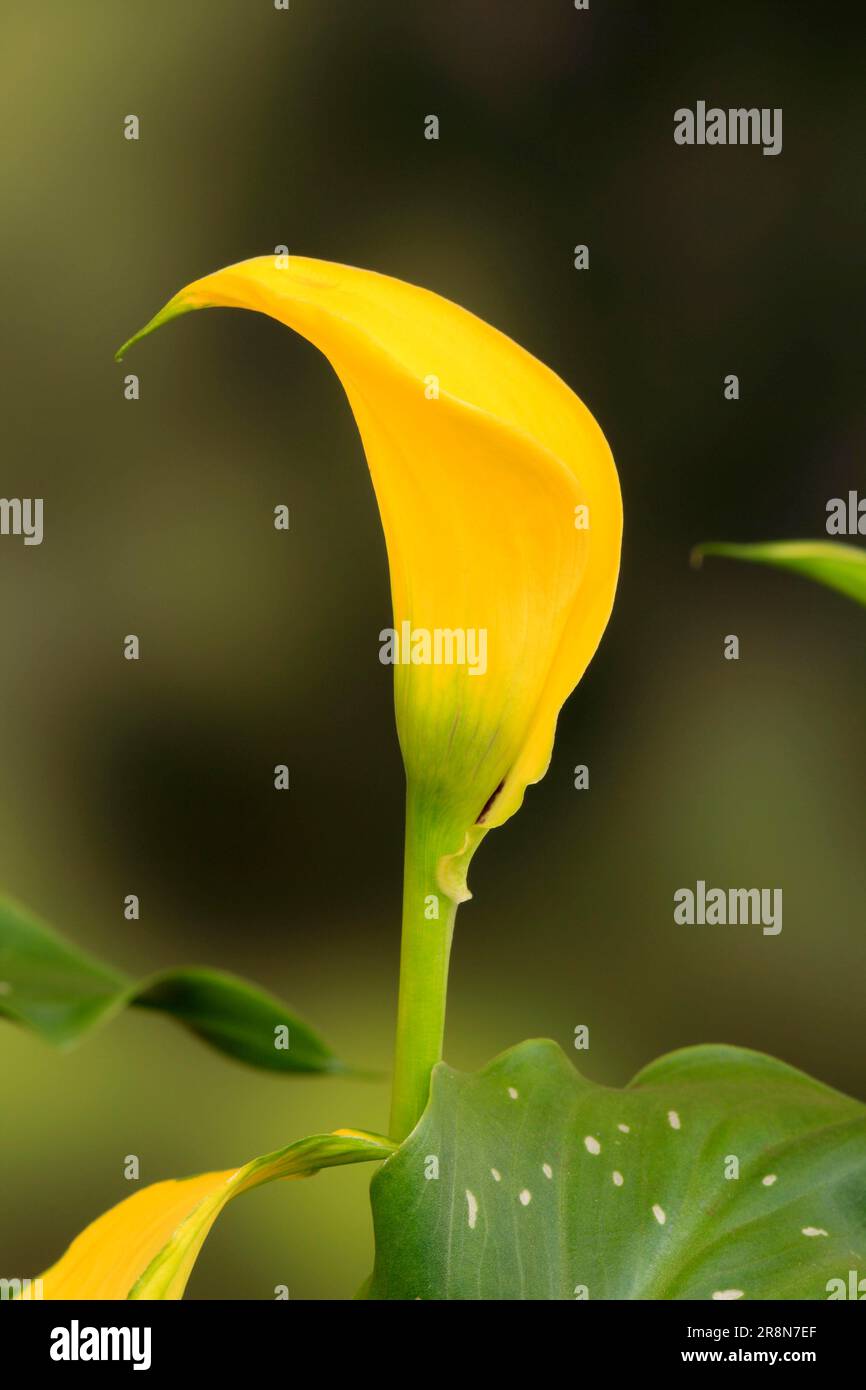 Golden Calla Lily (Zantedeschia elliottiana Stock Photo - Alamy