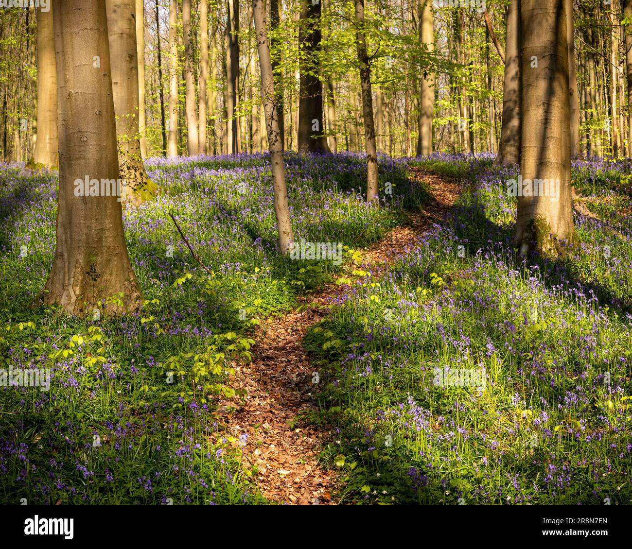 A scenic pathway winding through a lush forest featuring vibrant blooms ...