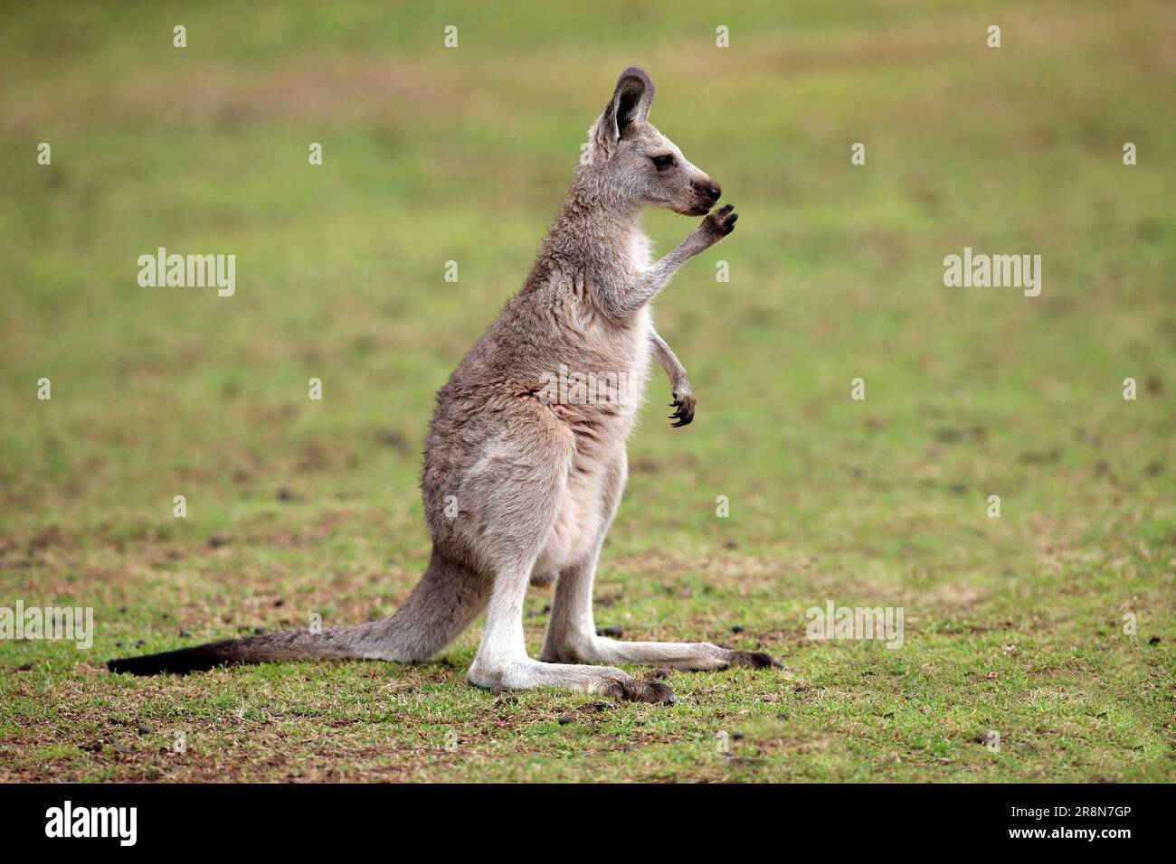 Eastern grey kangaroo (Macropus giganteus) grey giant kangaroo, female ...
