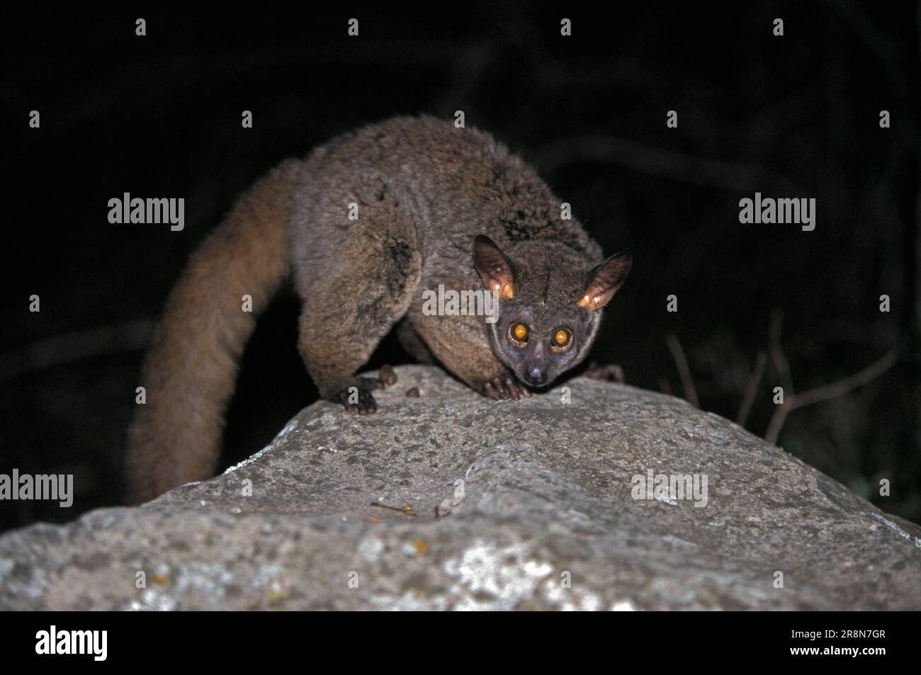 Thick-tailed bushbaby, Itala Game Reserve, South Africa (Galago brown ...