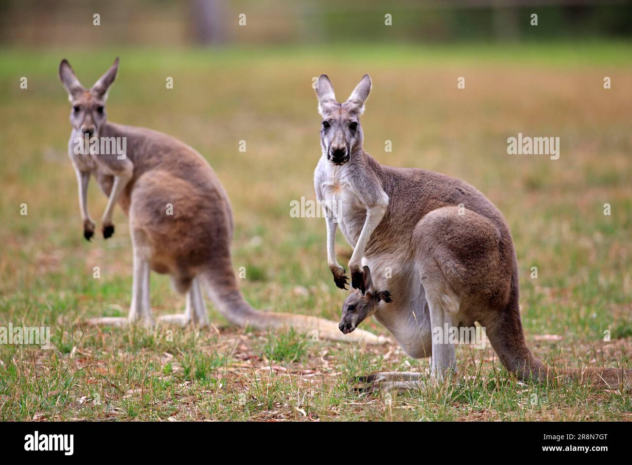 Eastern giant grey kangaroos, female with young in pouch, Wilson Promontory National Park ...