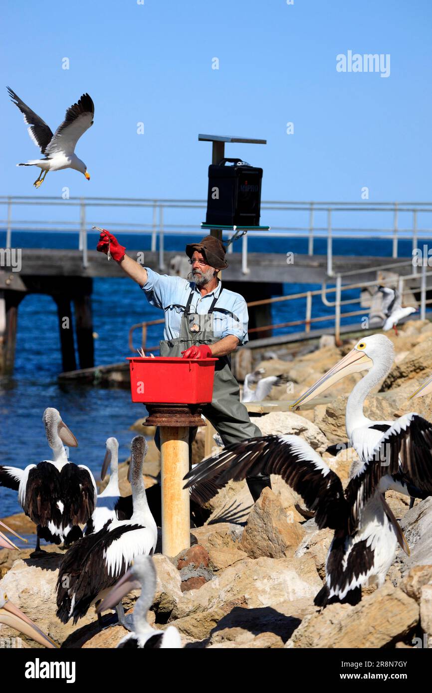 Man feeding australian pelicans (Pelecanus conspicillatus), Kingscote ...