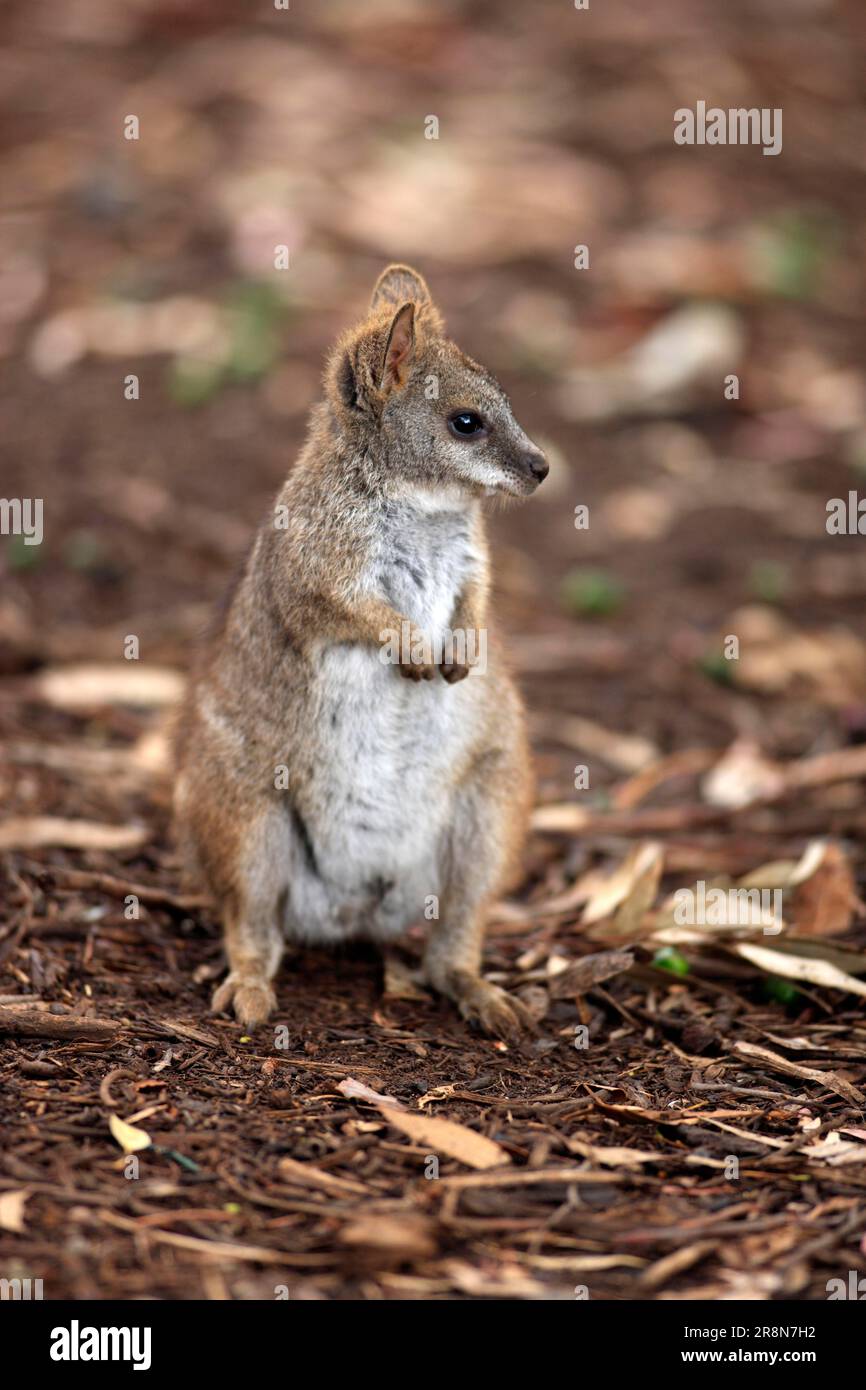 Parma parma wallaby (Macropus parma), young, Australia Stock Photo - Alamy