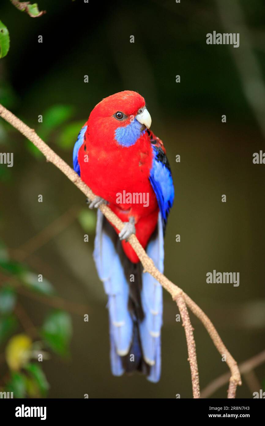 Pennant's Rosella, Lamington national park, Queensland, Australia ...