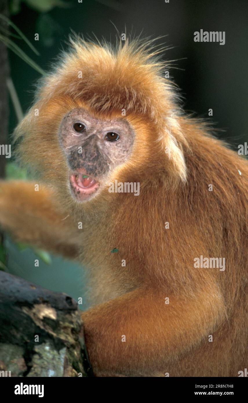 Presbytis melalophus hi-res stock photography and images - Alamy