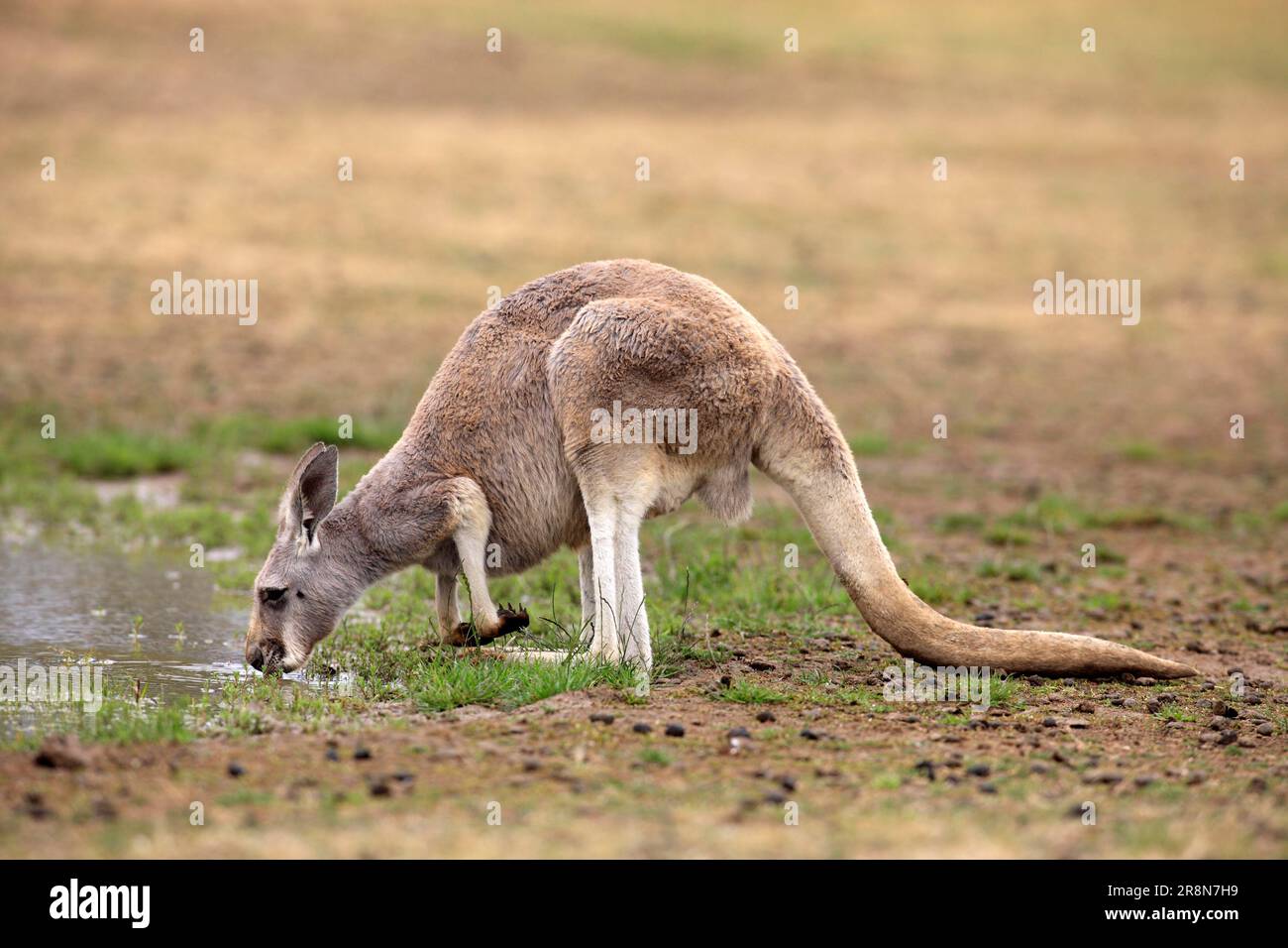 Eastern Grey Kangaroo (Macropus giganteus), female, Wilson Promontory ...