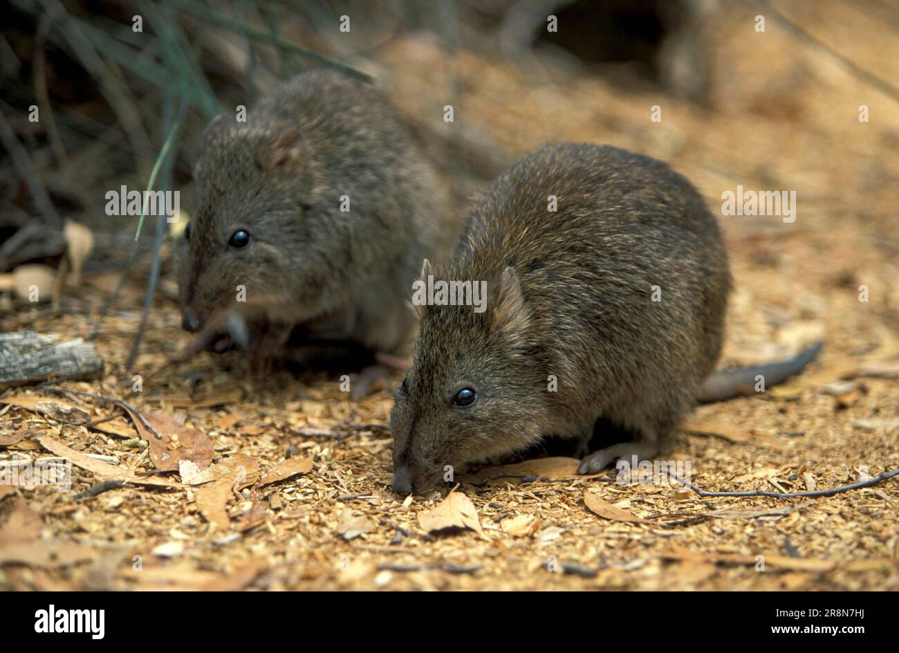 Potoroo australia hi-res stock photography and images - Alamy
