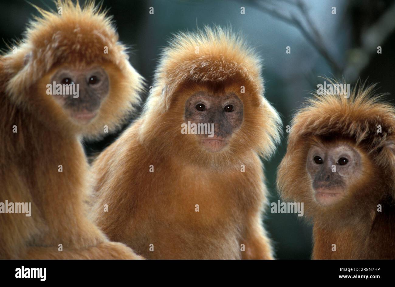 Presbytis melalophus hi-res stock photography and images - Alamy