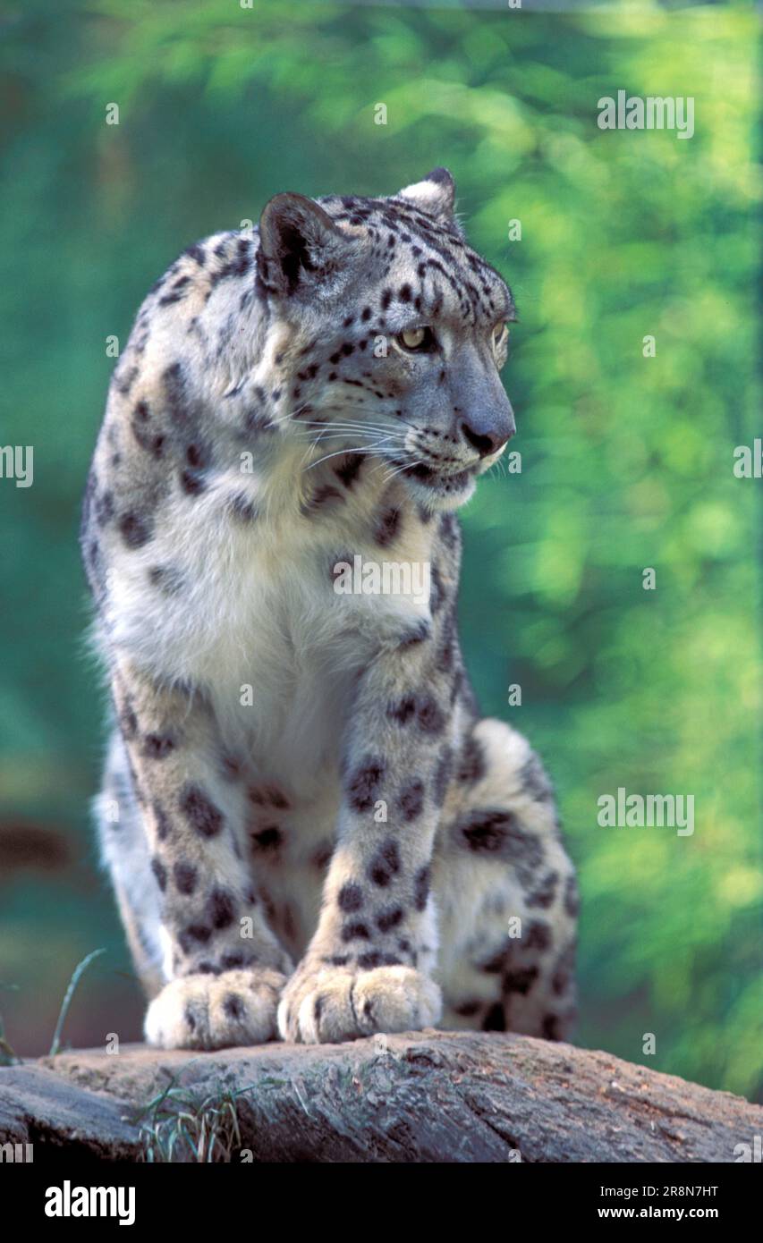 Snow leopard (Panthera ave crux spes unica (Unica unica), Irbis Stock ...