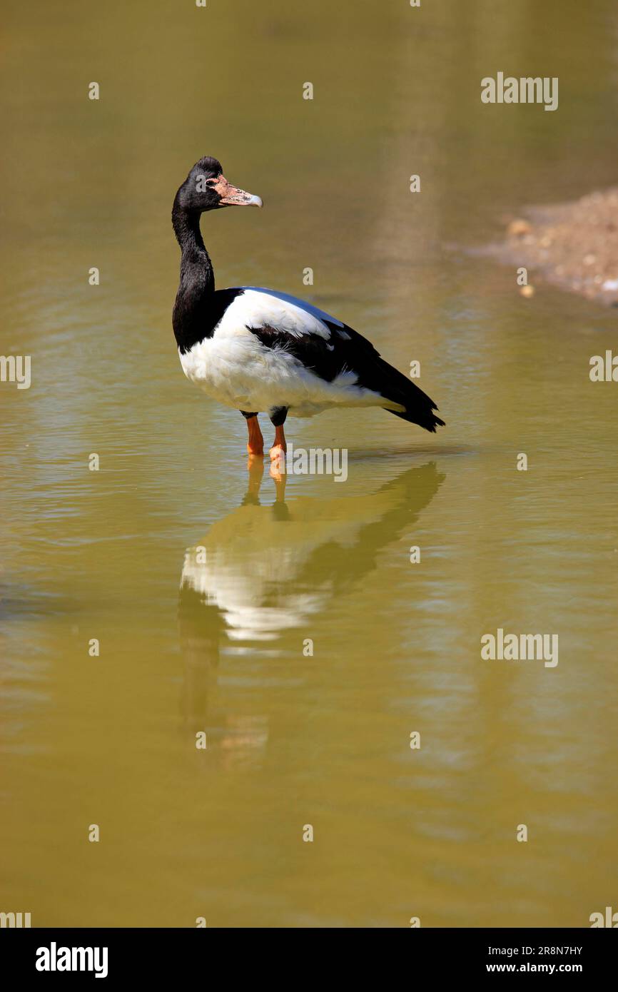 Australian goose hi-res stock photography and images - Alamy