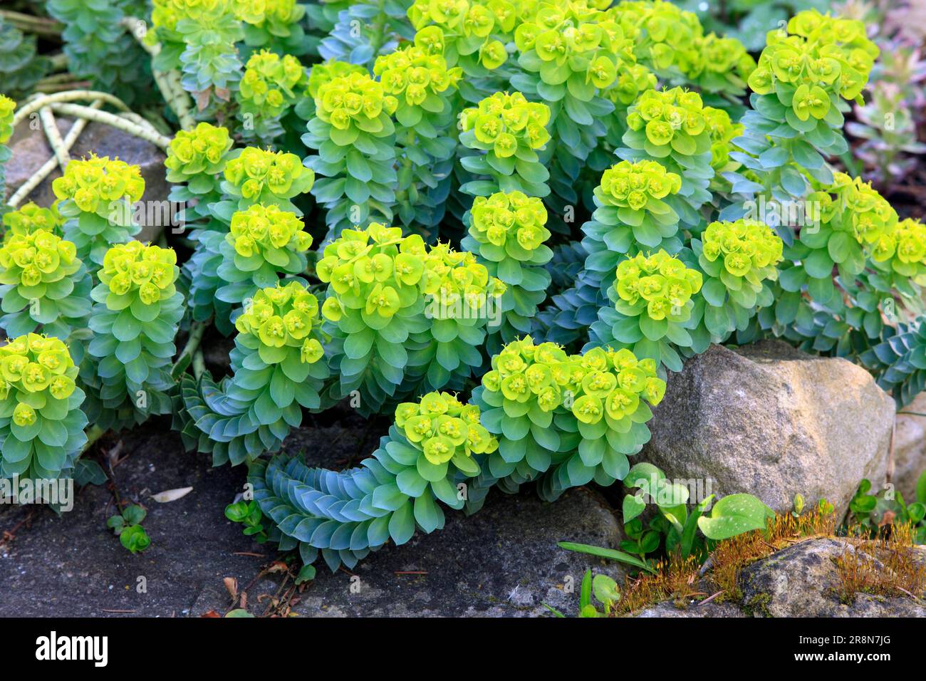 Creeping Spurge (Euphorbia myrsinites), Donkey Tail, Myrtle Spurge ...
