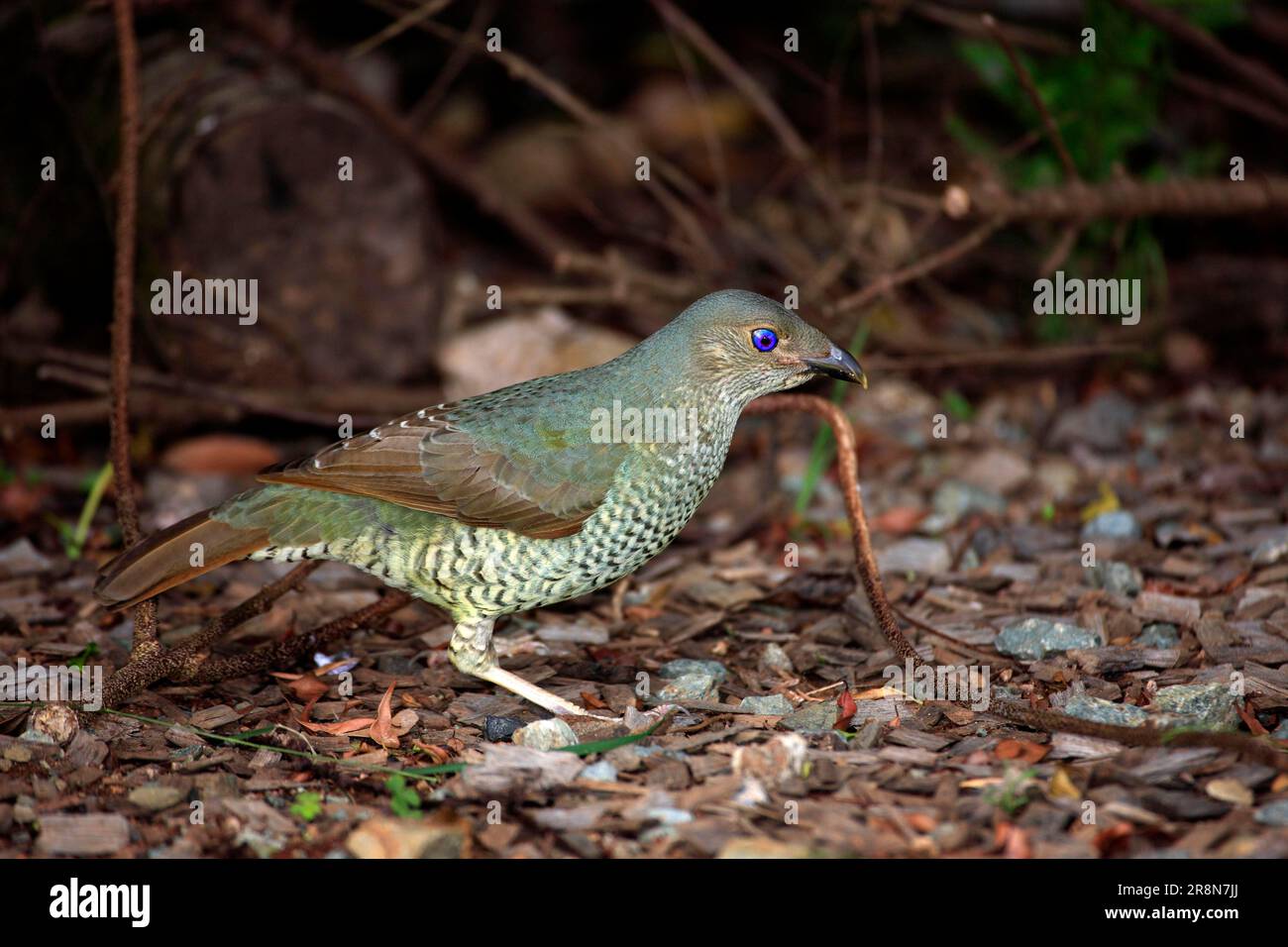 Satin Bowerbird (Ptilonorhynchus violaceus), female, Lamington national park, Australia, side ...