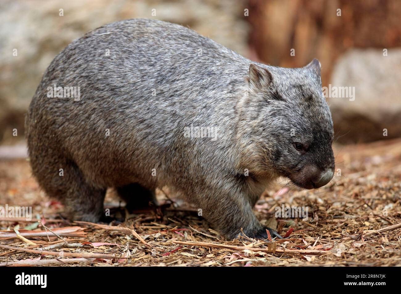 Common common wombat (Vombatus ursinus), Australia Stock Photo - Alamy