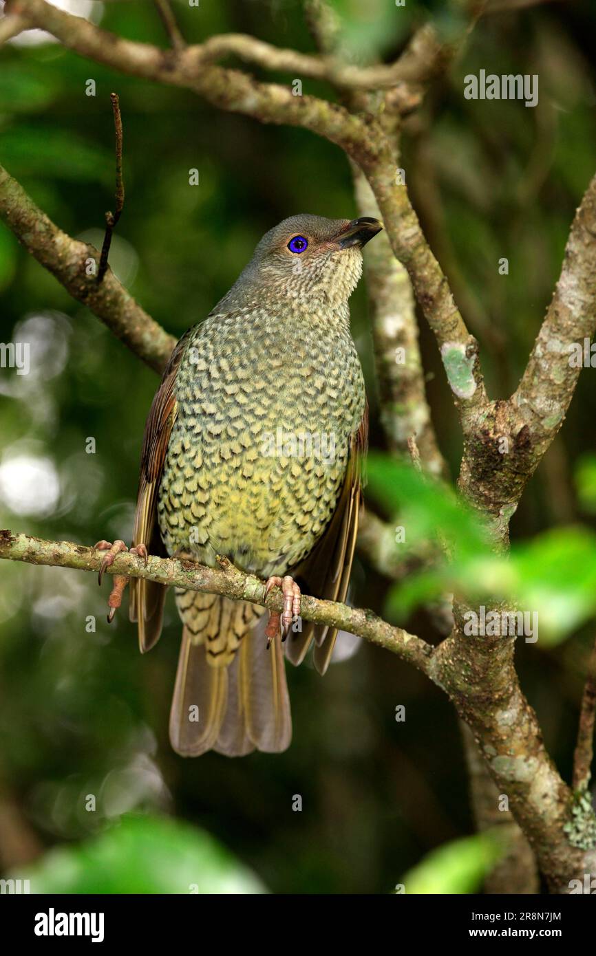 Satin bowerbird (Ptilonorhynchus violaceus), female, Lamington National Park, Australia Stock ...