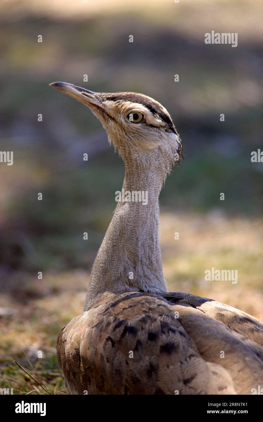 Australian bustard hi-res stock photography and images - Alamy