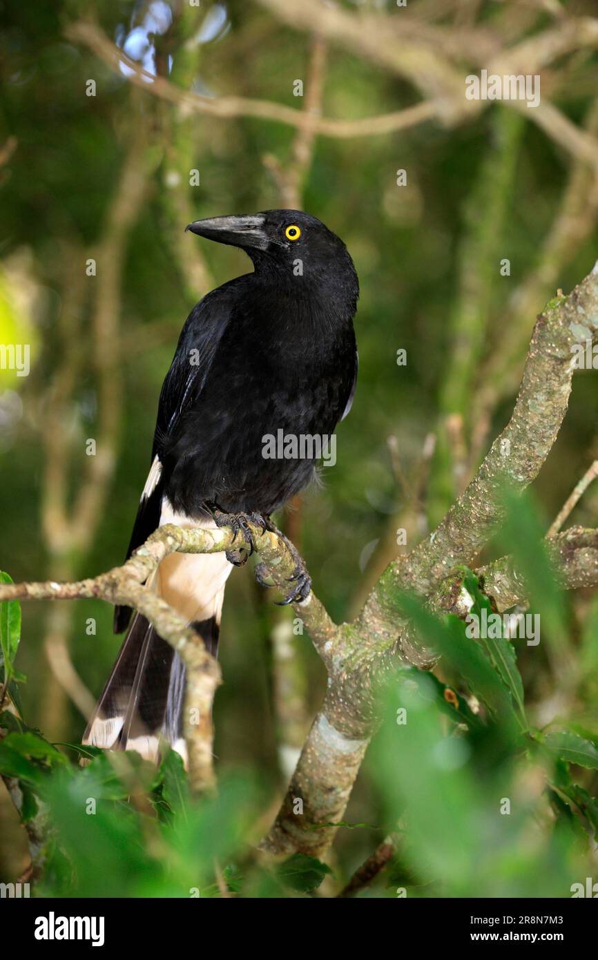 Pied currawong hi-res stock photography and images - Alamy