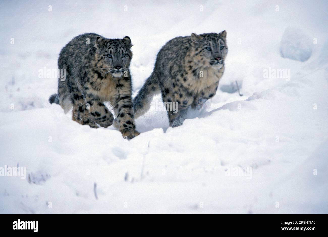 Snow leopard, pair (Panthera unica) (Unica unica Stock Photo - Alamy
