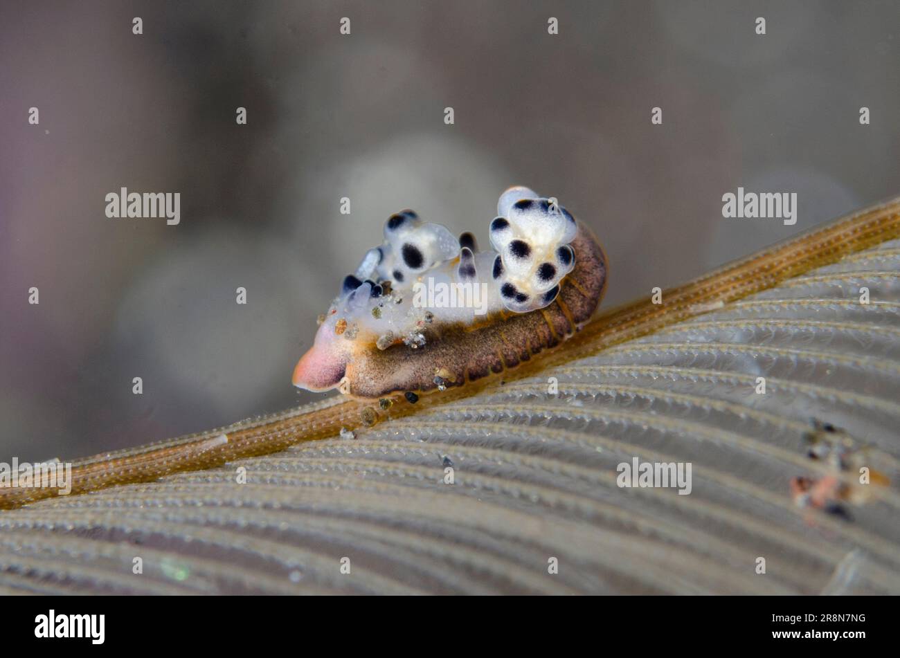 Class hydrozoa hi-res stock photography and images - Alamy