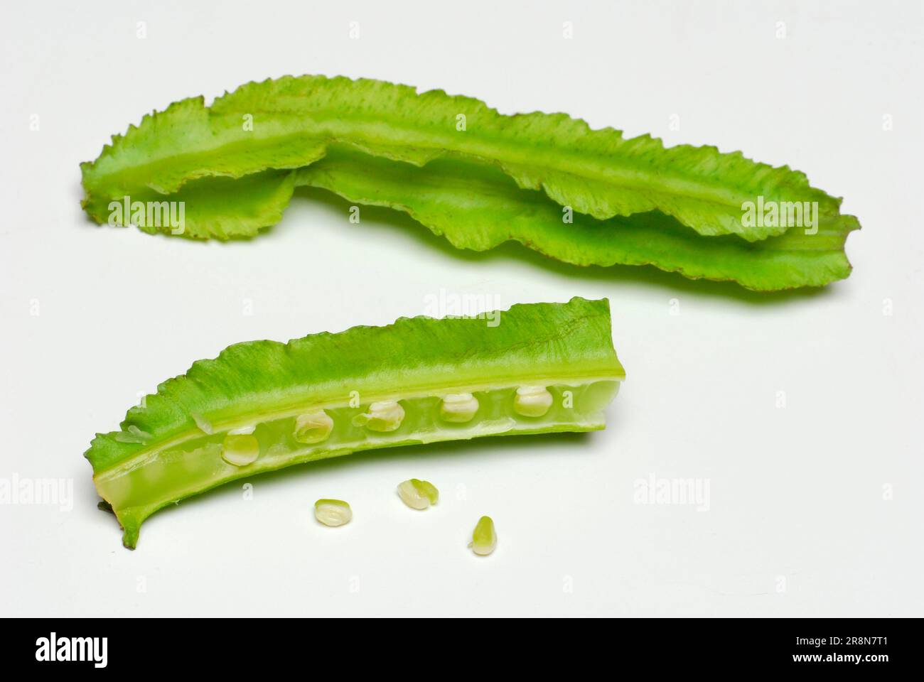 Winged beann (Psophocarpus tetragonolobus), Winged bean Stock Photo - Alamy
