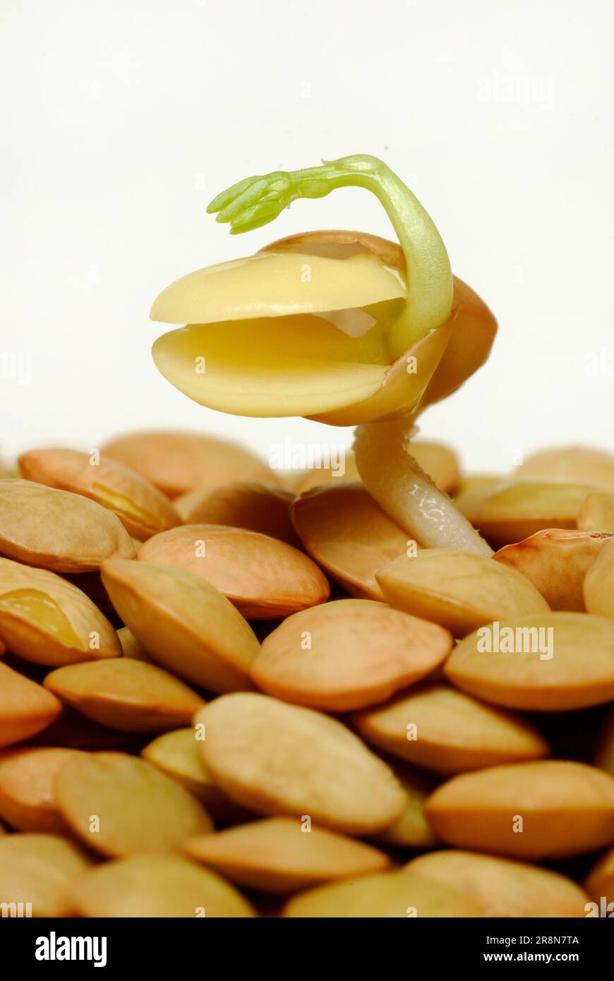Lentil (Lens culinaris) germ, seed, sprout Stock Photo - Alamy