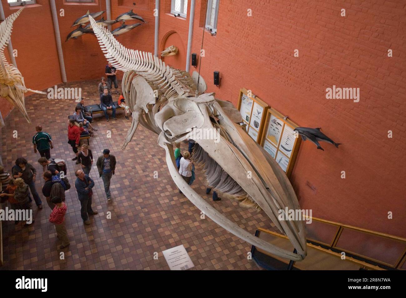 Fin whale skeleton hi-res stock photography and images - Alamy
