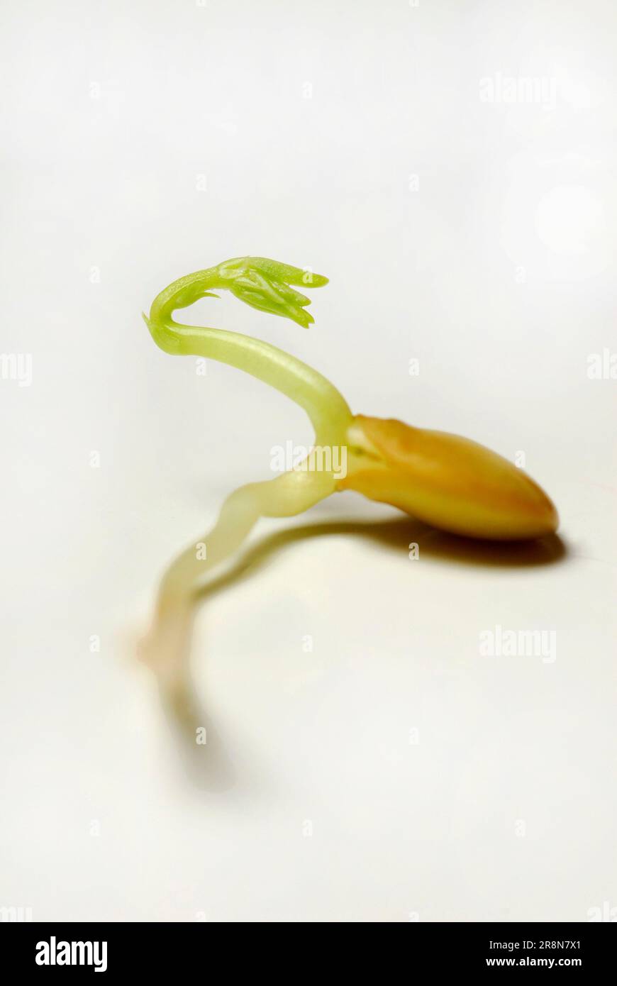 Lentil (Lens culinaris) germ, seed, sprout Stock Photo - Alamy