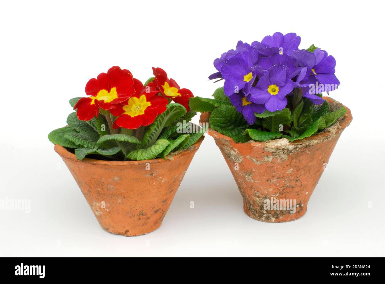 Primrose cutout hi-res stock photography and images - Alamy