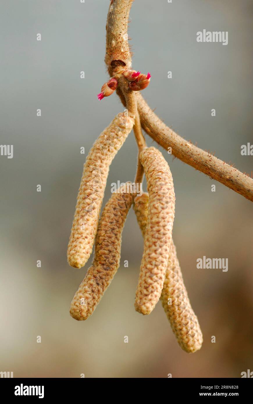 Corkscrew hazel, inflorescence (Corylus avellana contorta), hazelnut ...