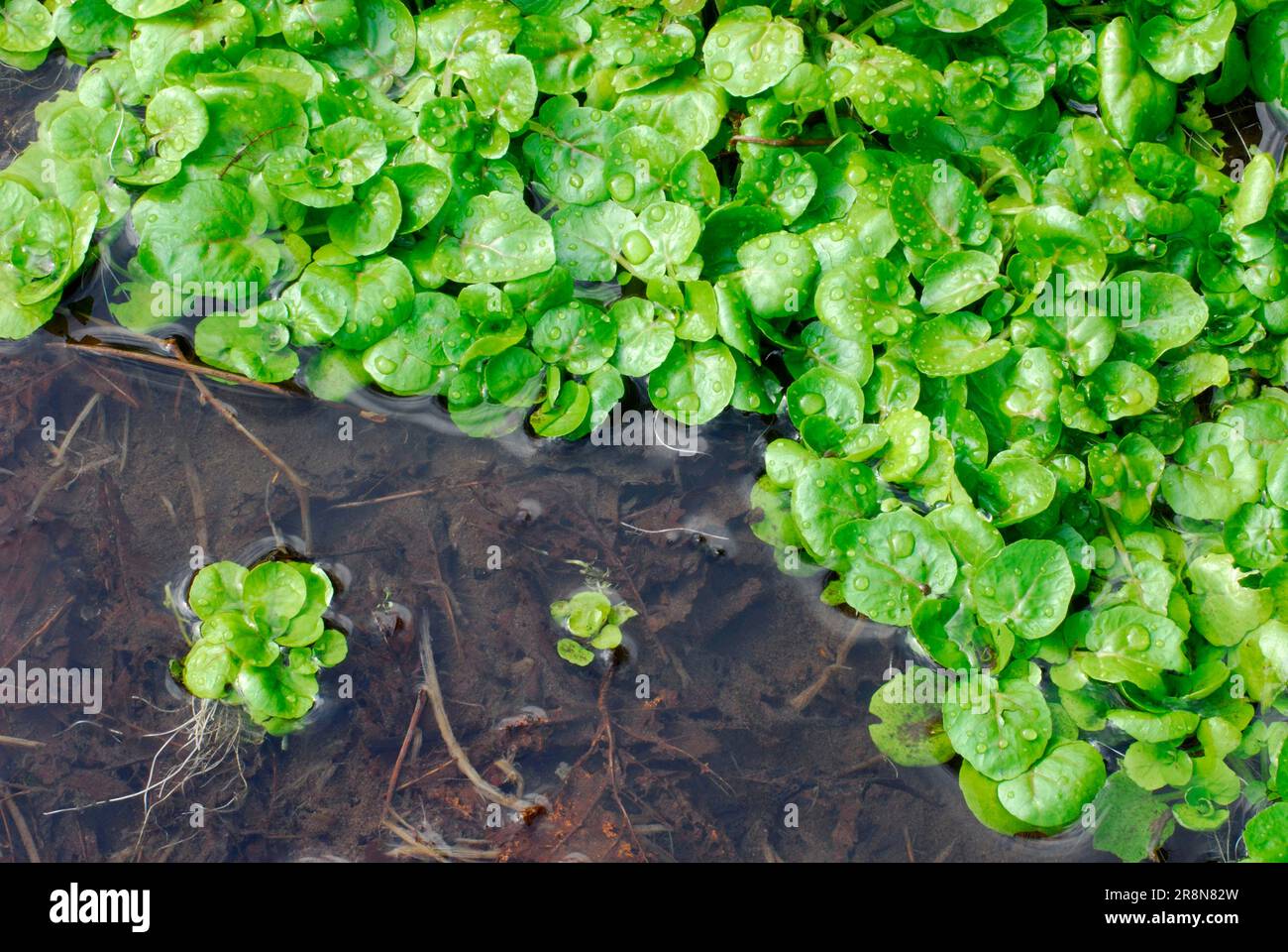 Plant nasturtium officinale hi-res stock photography and images - Alamy