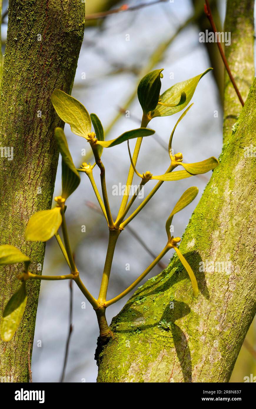 Viscum album herb hi-res stock photography and images - Alamy