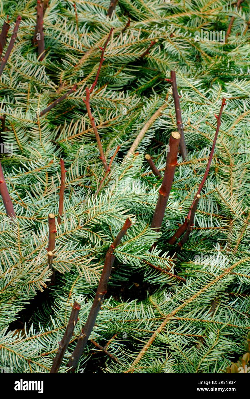 Winter protection for roses, covering with fir branches Stock Photo - Alamy
