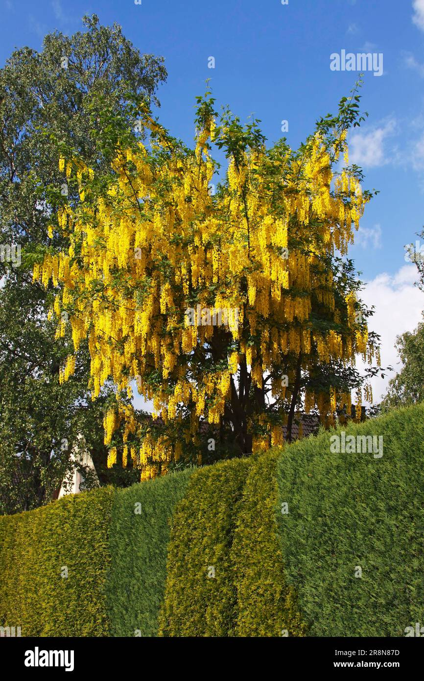 Common Laburnum (Laburnum anagyroides) behind hedge, Germany Stock ...