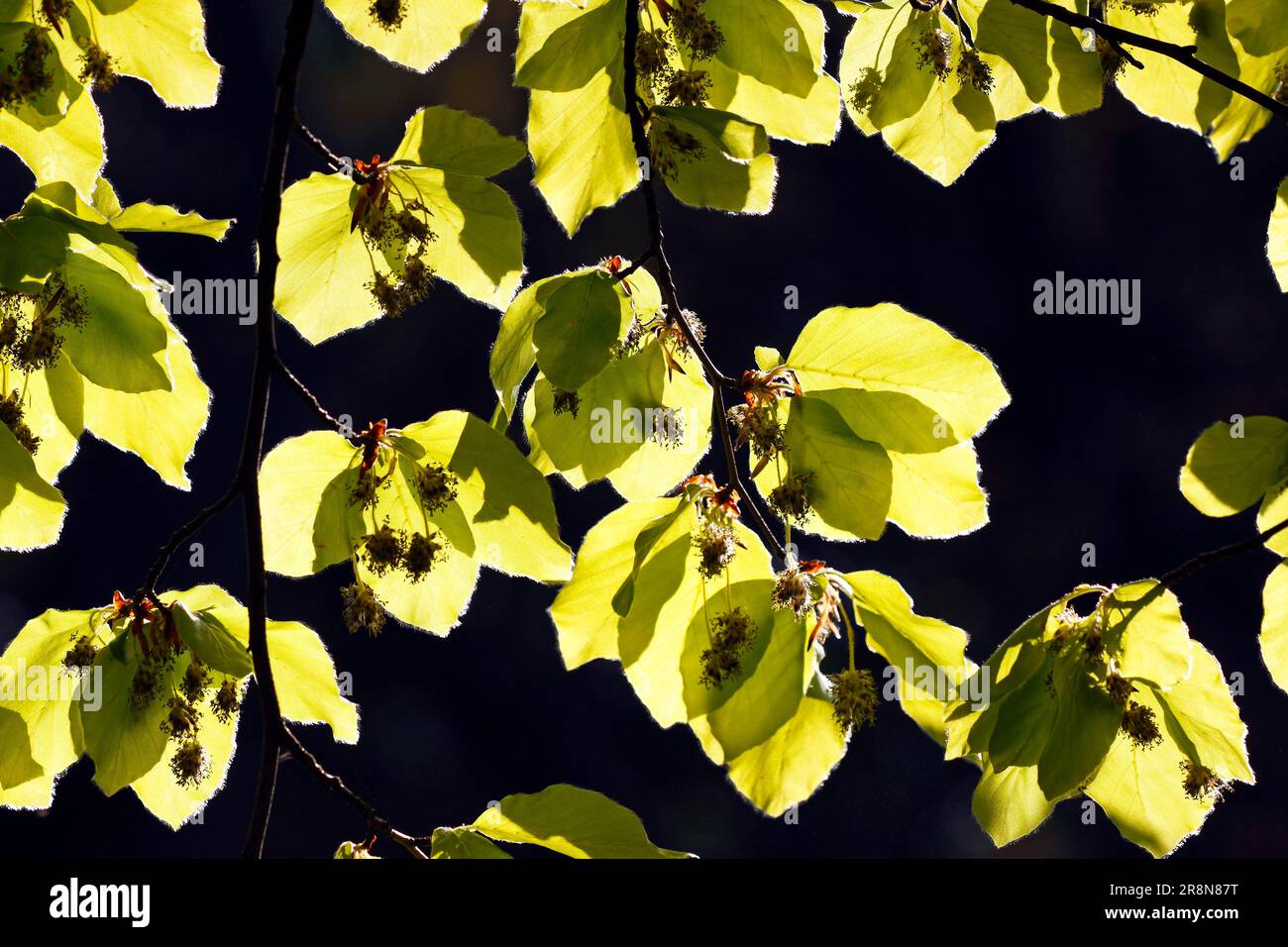 Common beech (Fagus sylvatica), beech Stock Photo - Alamy
