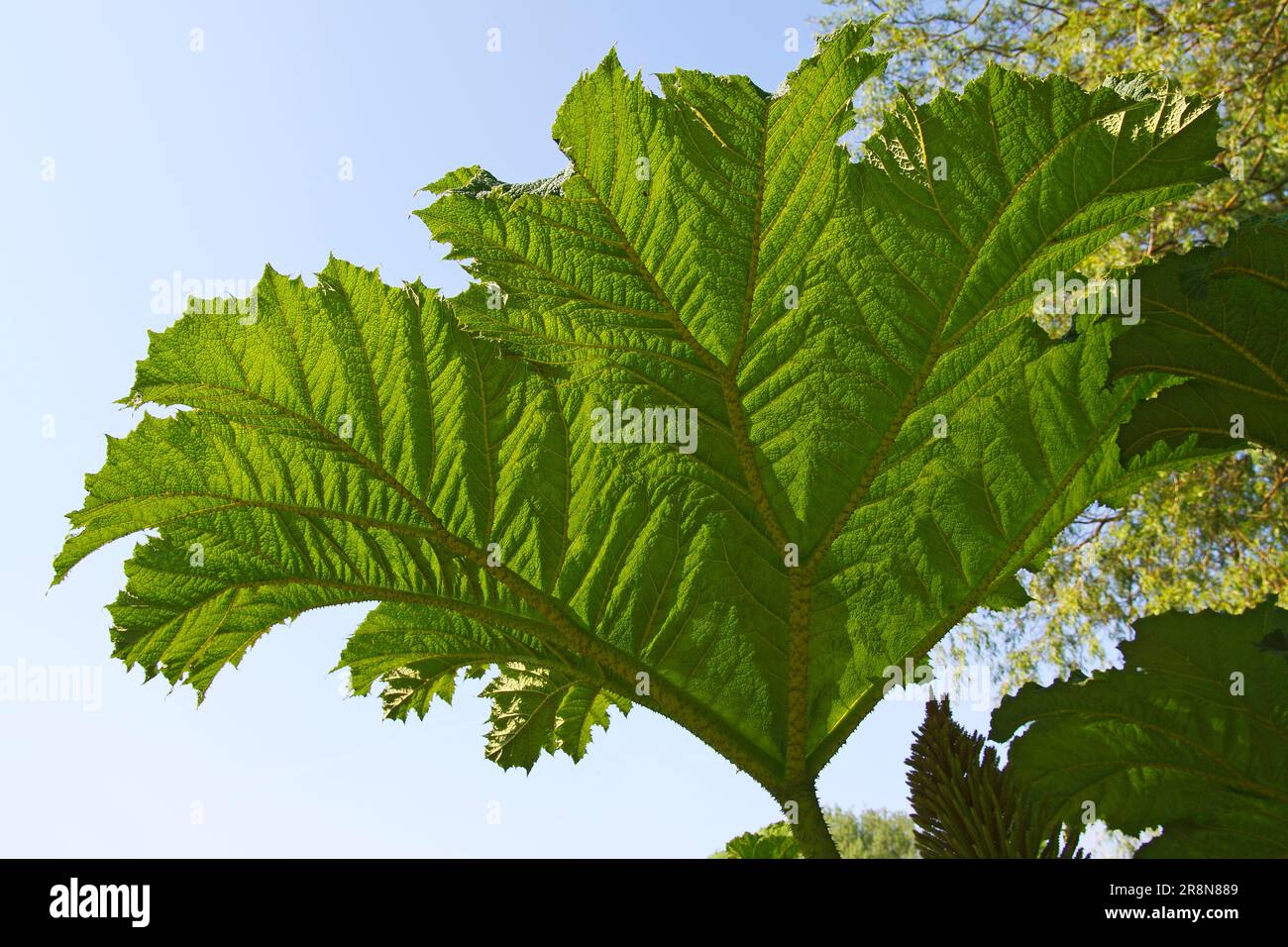 Nalca plant (Gunnera tinctoria), Gunneraceae Stock Photo - Alamy