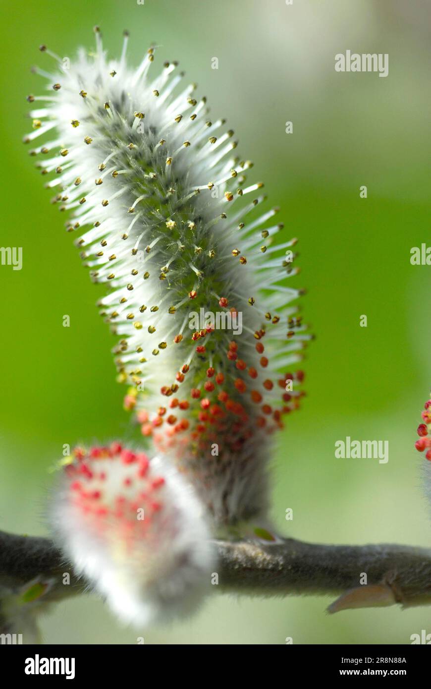 Goat willow (Salix caprea) male willow catkin, willow catkin Stock ...