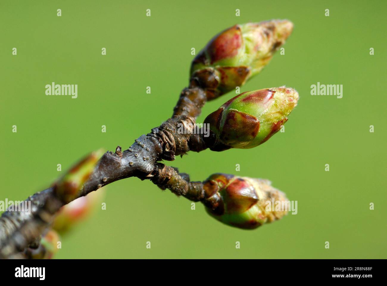 Sweet Gum Tree, buds (Liquidambar styraciflua Stock Photo - Alamy