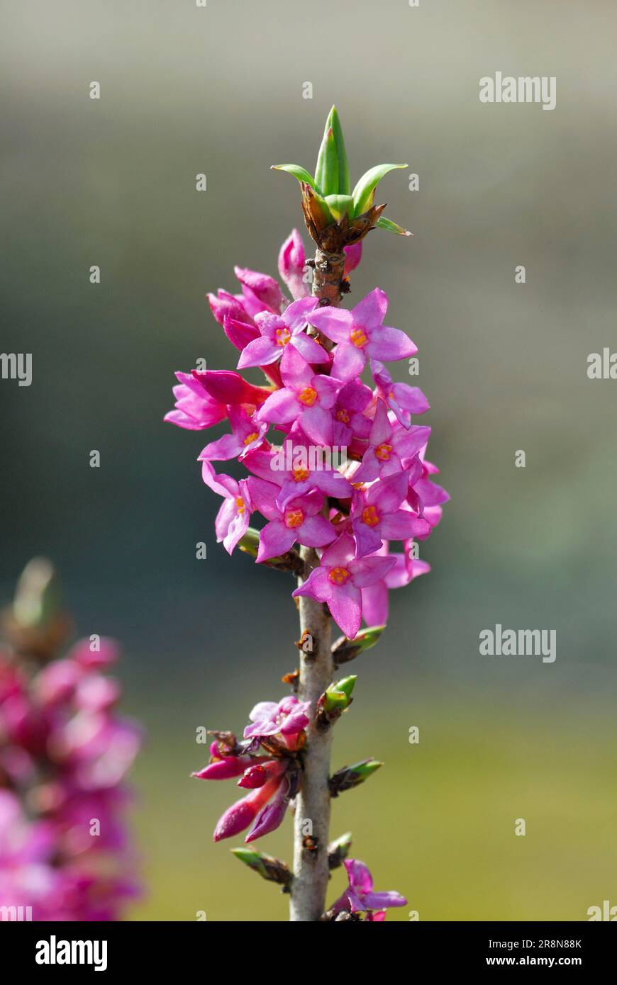 Red daphne (Daphne mezereum Stock Photo - Alamy