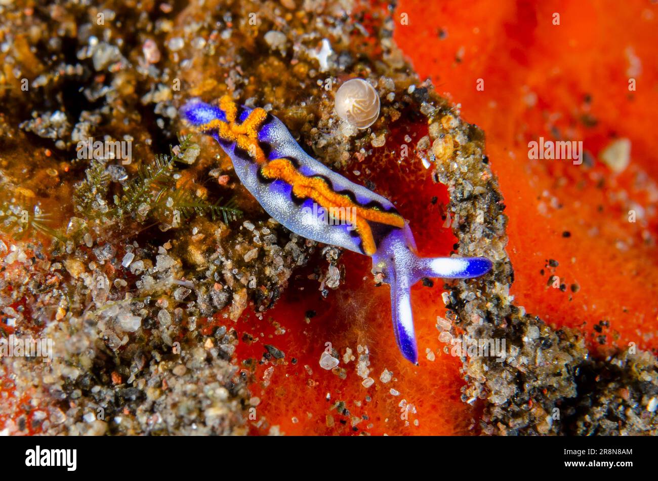 Sap-sucking Sea Slug, Thuridilla indopacifica, Bulakan Slope dive site ...