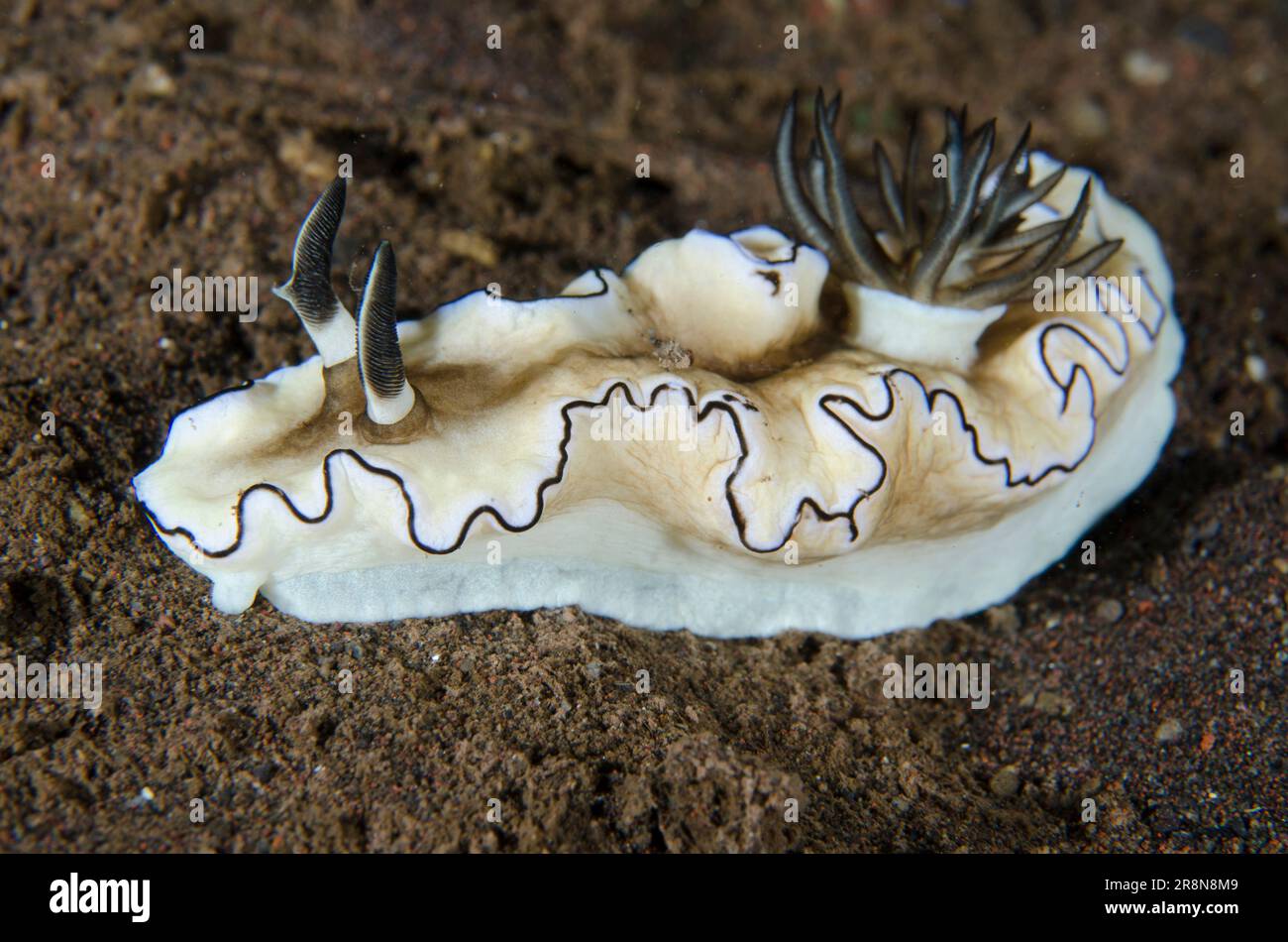 Black-margined Nudibranch, Doriprismatica atromarginata, night dive ...