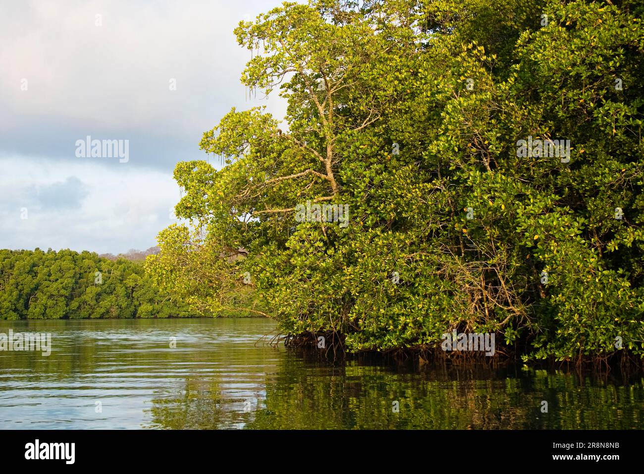 Mangroves, Austin Strait, Andaman Islands, India Stock Photo - Alamy