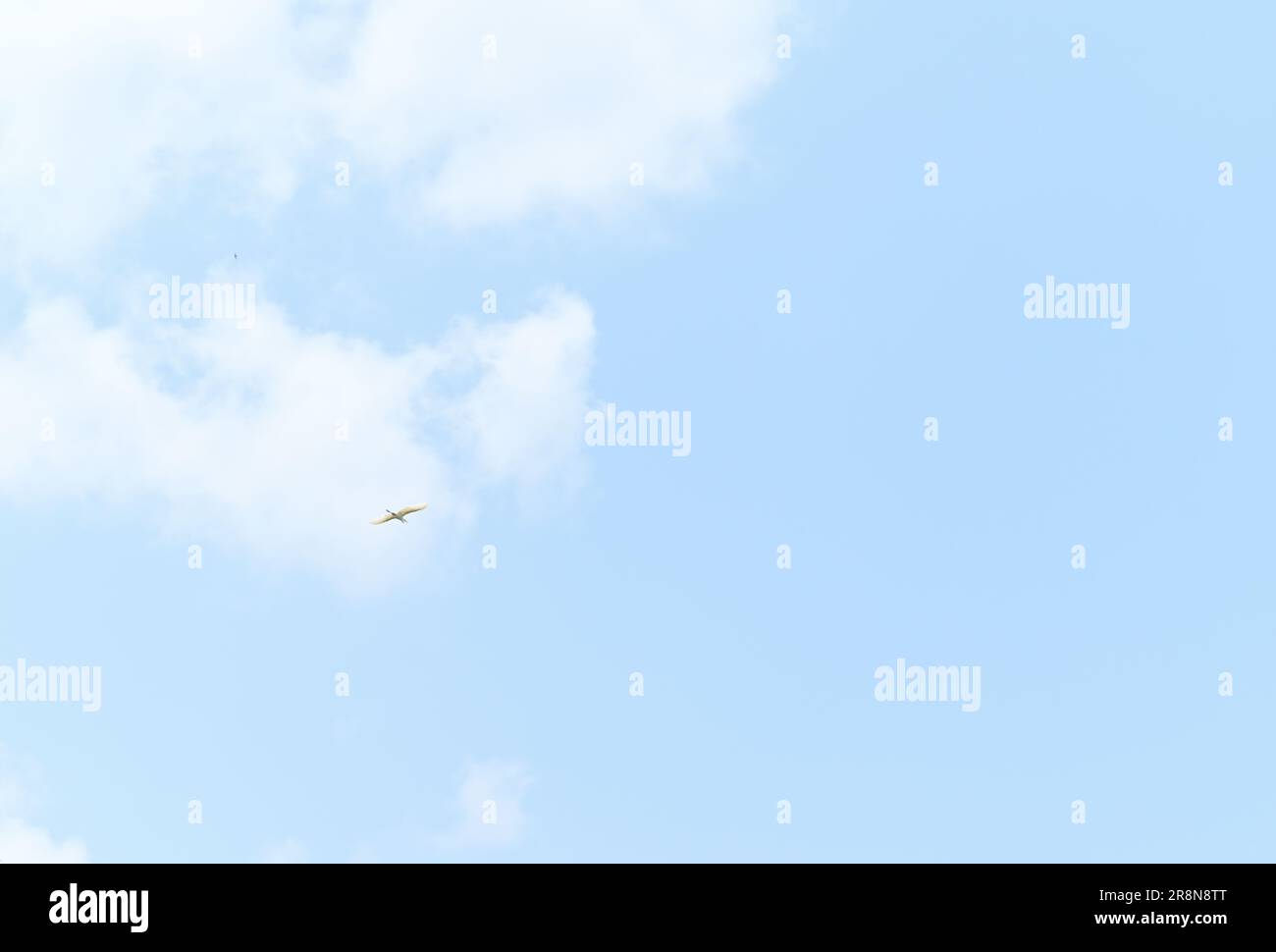 A white heron bird flying away under the light blue sky with thin white ...